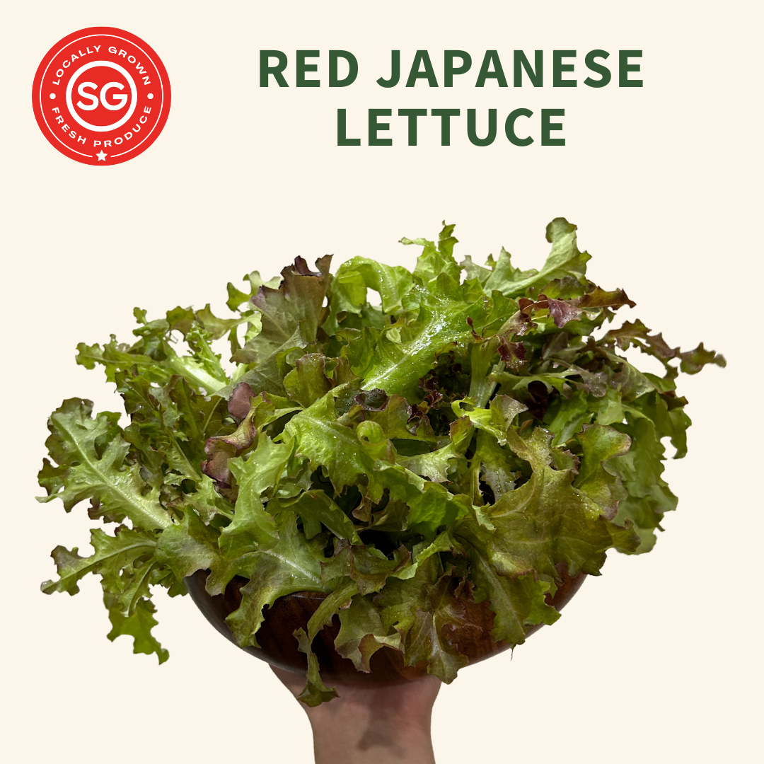 Urban Green Dot Homepage | Urban Green Dot